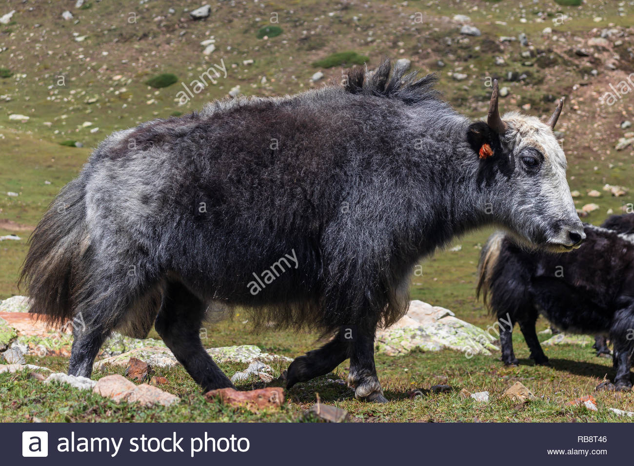 Black White Yak Nepal Stock Photos & Black White Yak Nepal Stock Images ...