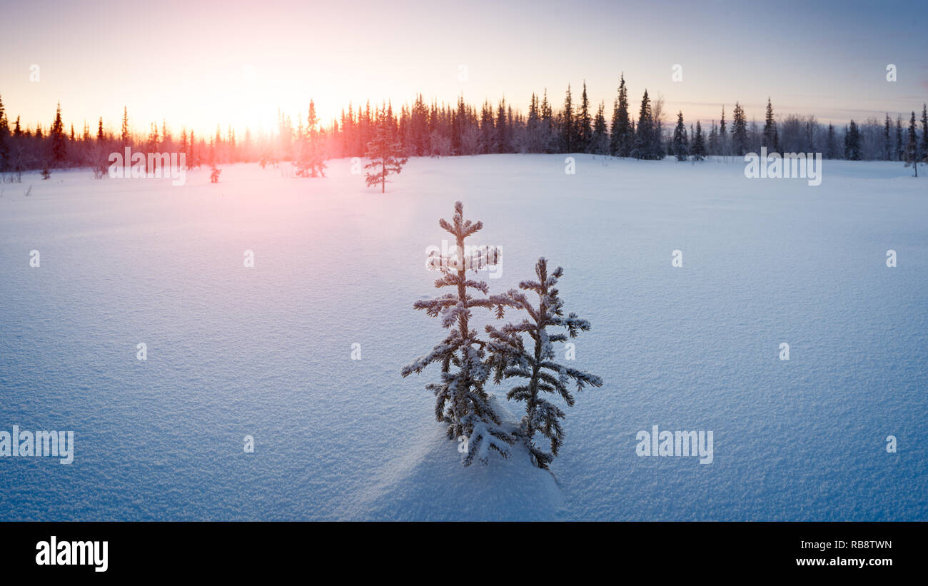 Winter snowy tundra panorama with spruce hoarfrost red and blue tone ...