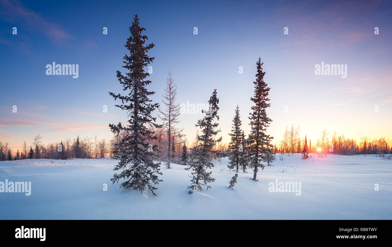 Winter snowy tundra panorama with spruce hoarfrost red and blue tone ...