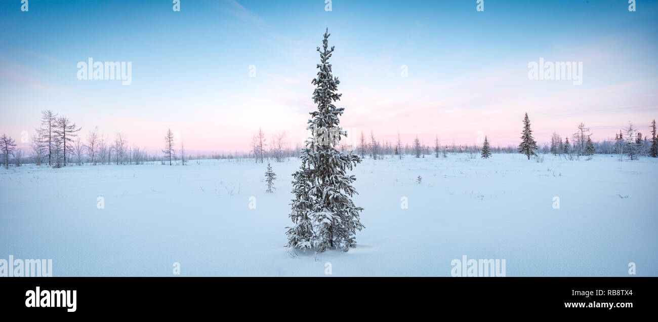 Winter snowy tundra panorama with spruce hoarfrost red and blue tone ...