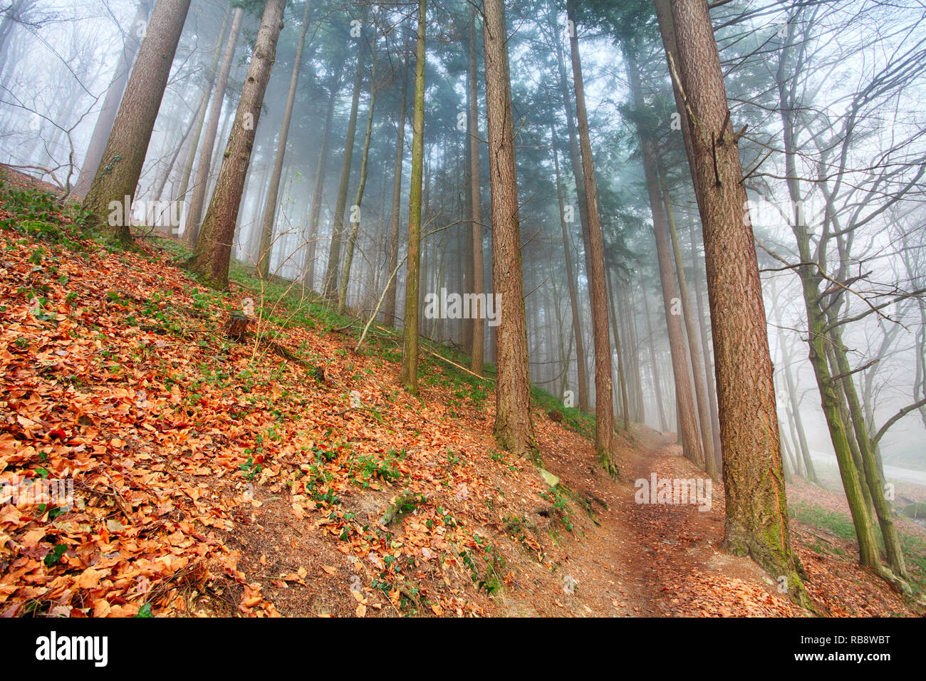 Forest in mist Stock Photo - Alamy