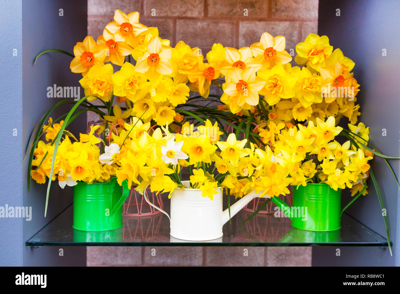 Spring background composition with yellow daffodils in watering cans ...