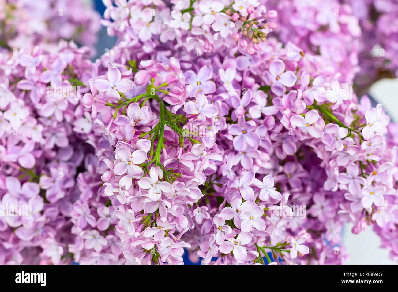 Syringa Vulgaris Garden High Resolution Stock Photography and Images ...