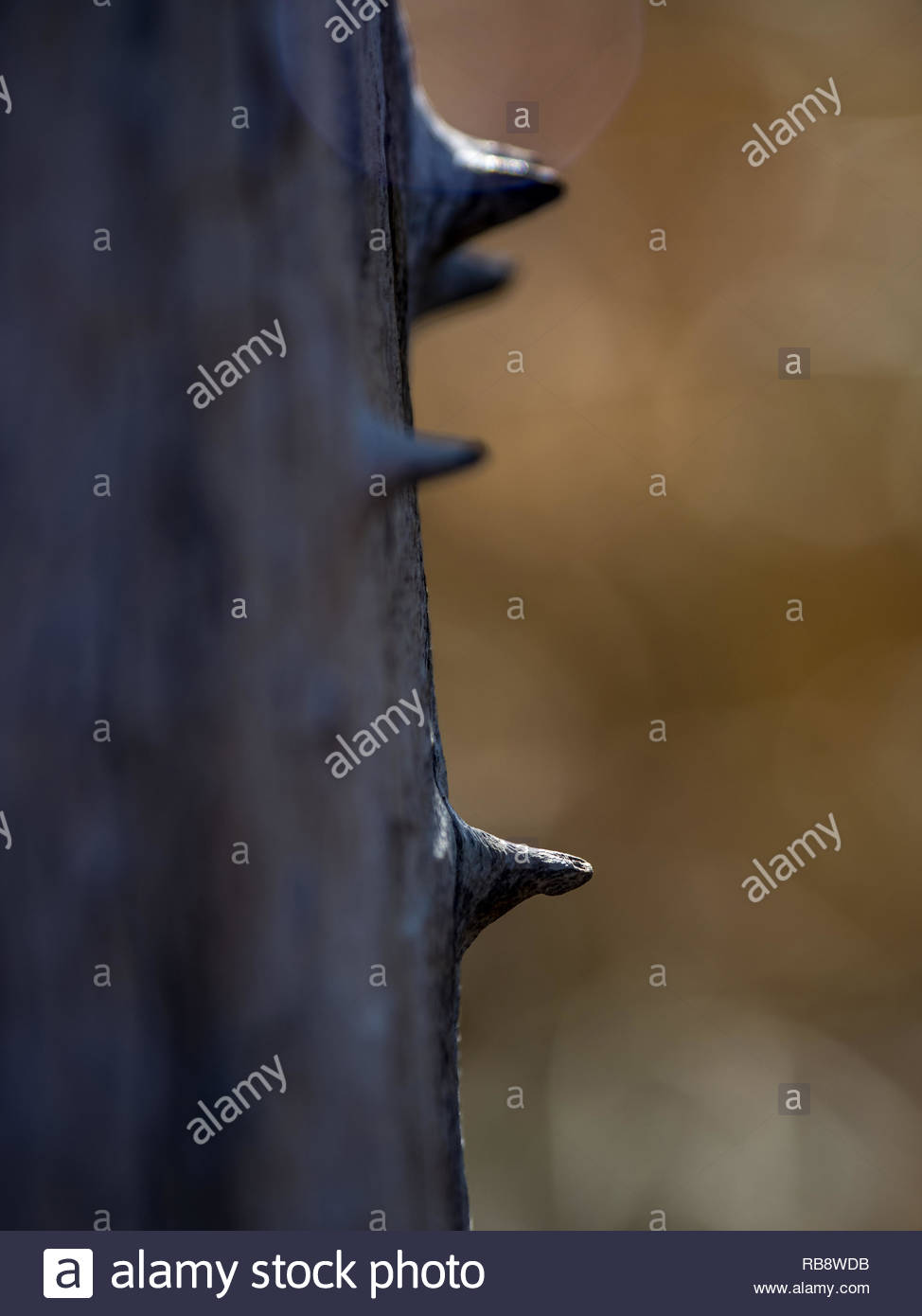 Nodules Stock Photos & Nodules Stock Images - Alamy
