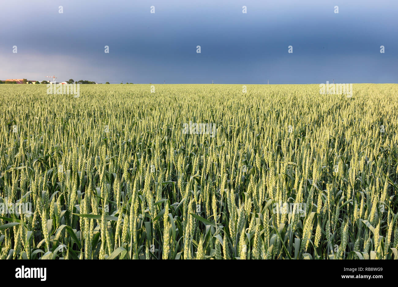 Wheat field with storm - Agriculture Stock Photo - Alamy