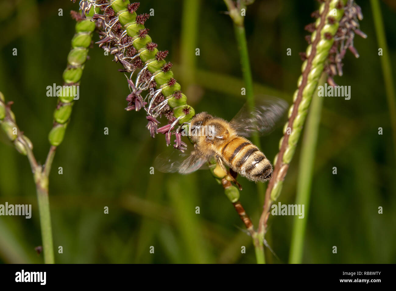 Honey bee flying towards a flower for a feed, it is frozen mid flight ...