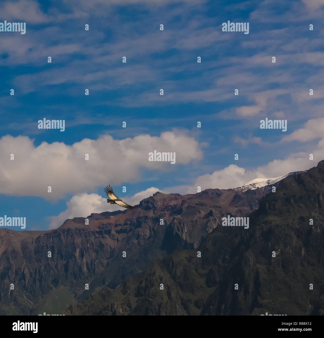 Condors above the Colca canyon at Condor Cross or Cruz Del Condor ...