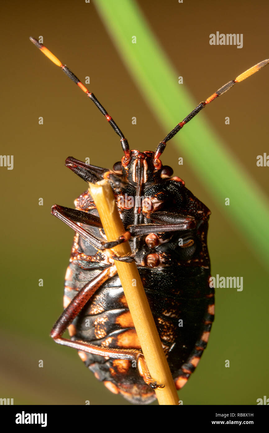 Common gum tree shield bug also known as Stink Bug on a stick with ...