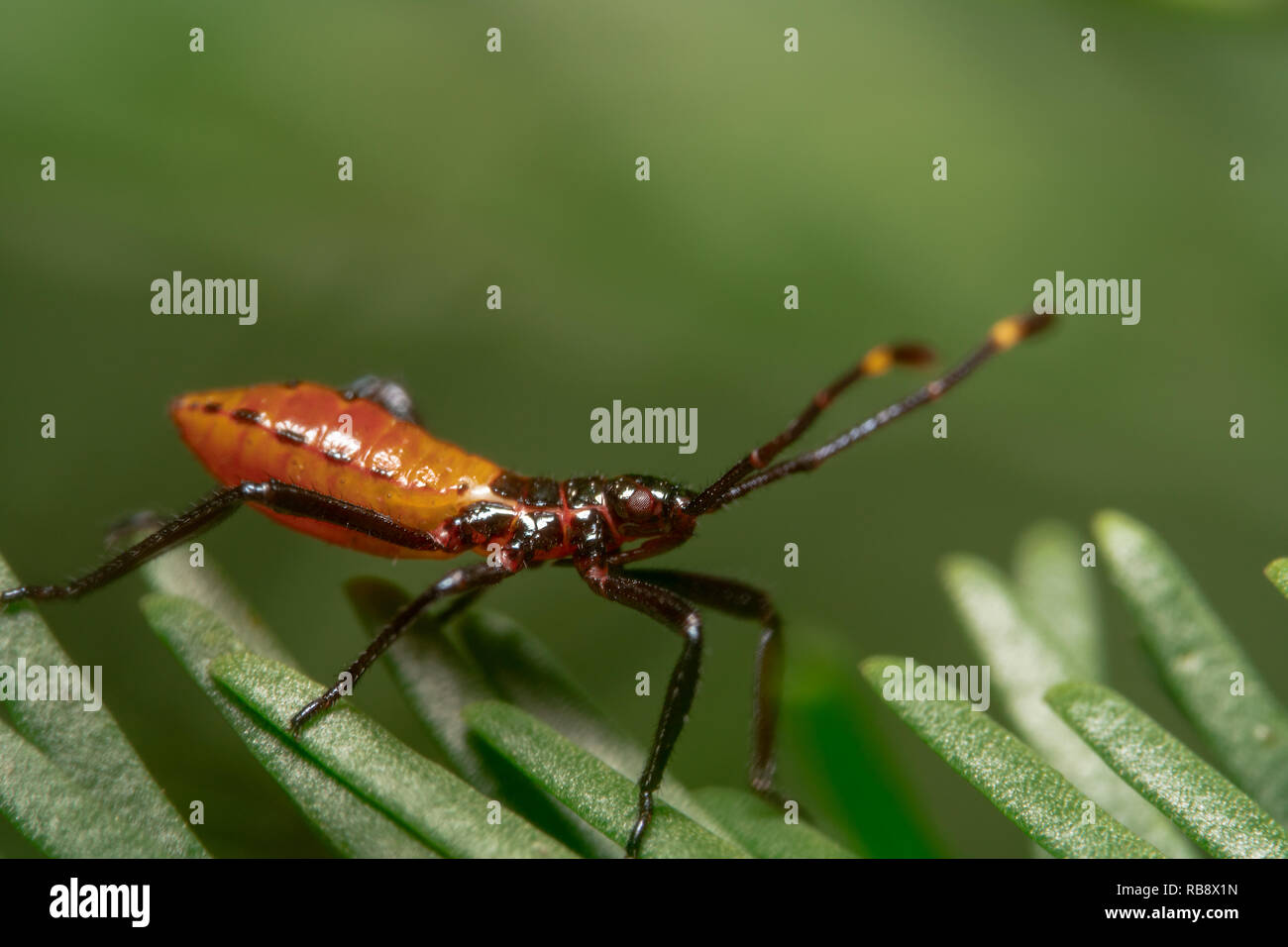 Milkweed-Assassin-Bug, Insect predator shot from the side with ...