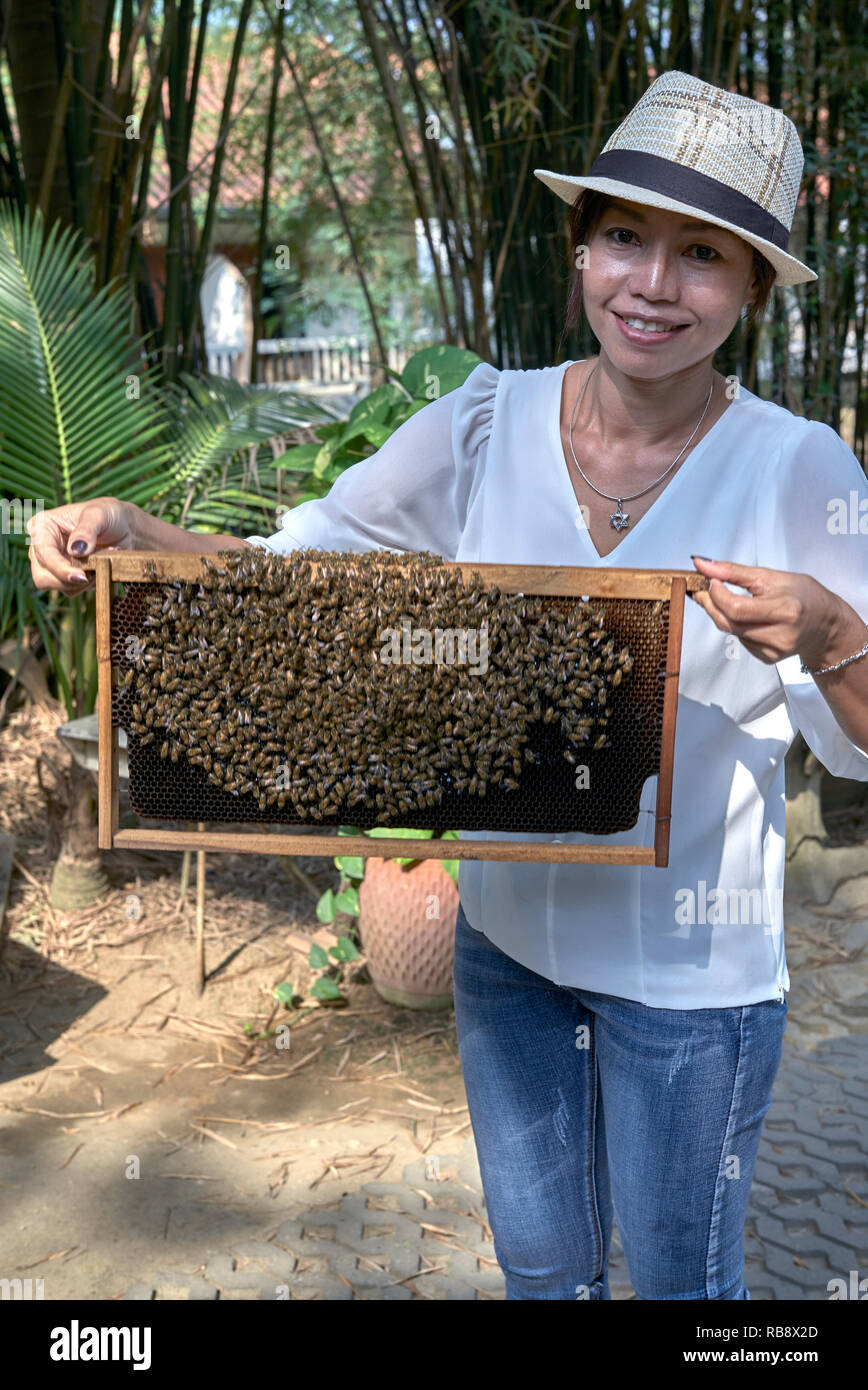Bees. Woman holding a frame with a colony of Eastern honey bees, Apis ...