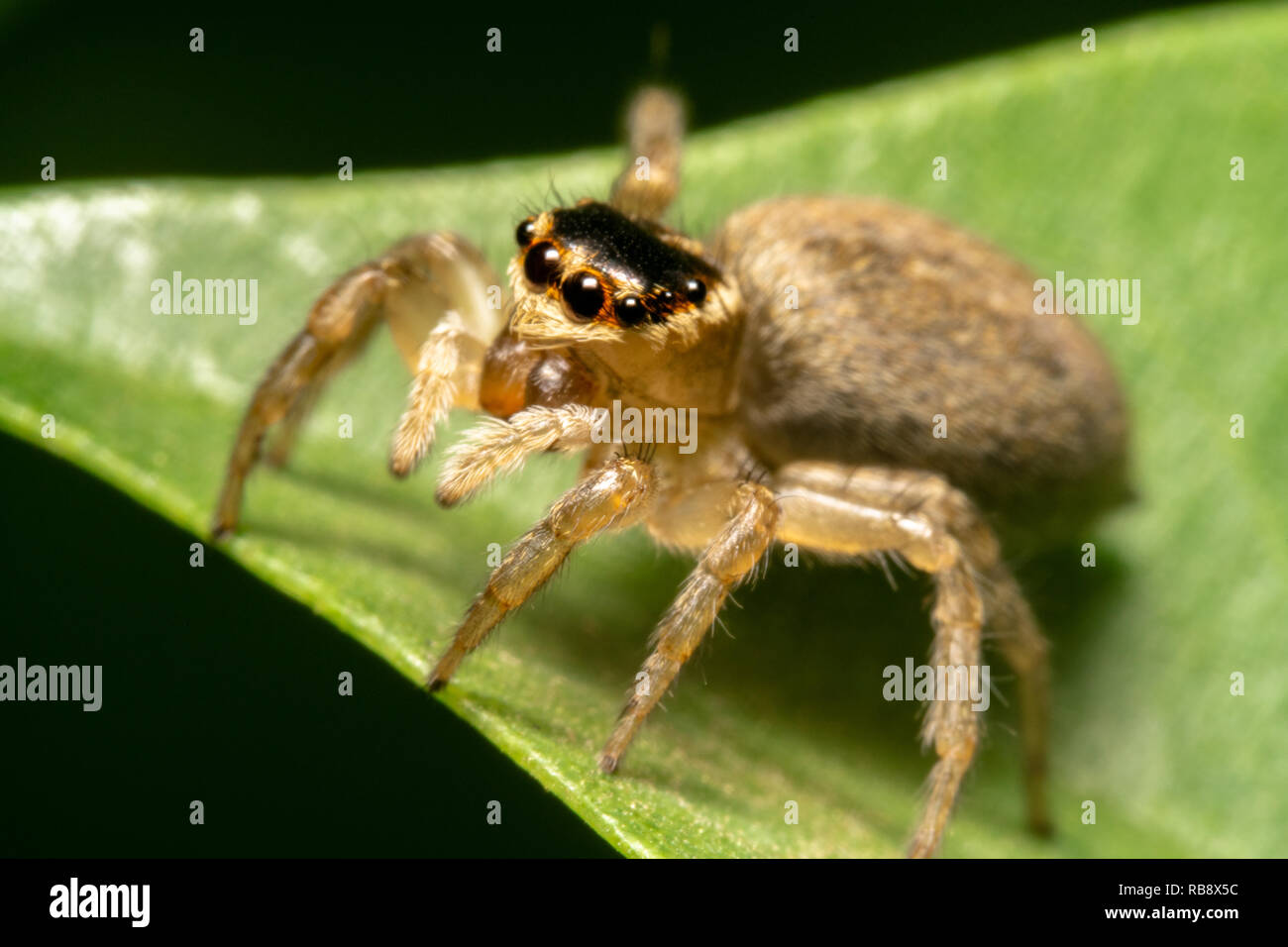 Garden Jumping Spider - Opisthoncus parcedentatus on a green leaf side ...