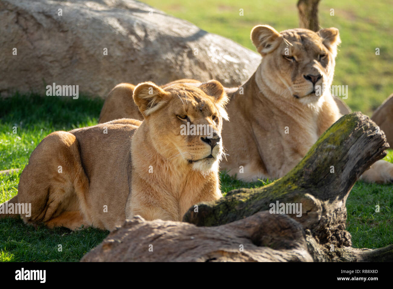 Two female lions hi-res stock photography and images - Alamy