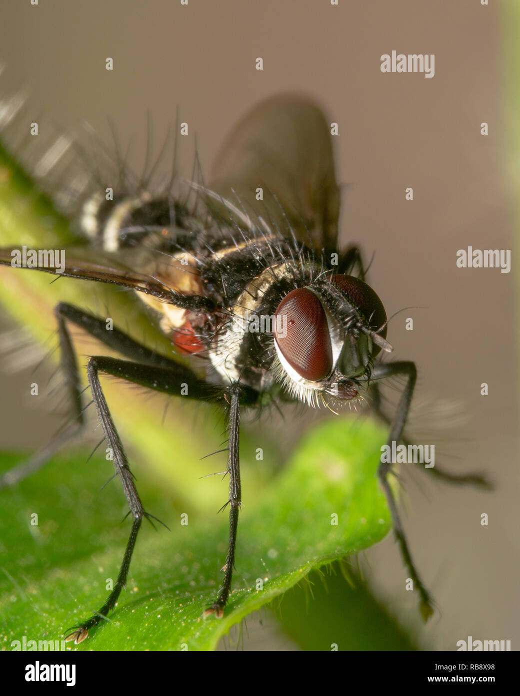 Yellow shouldered Stout Hover Fly, scientific name Simosyrphus ...