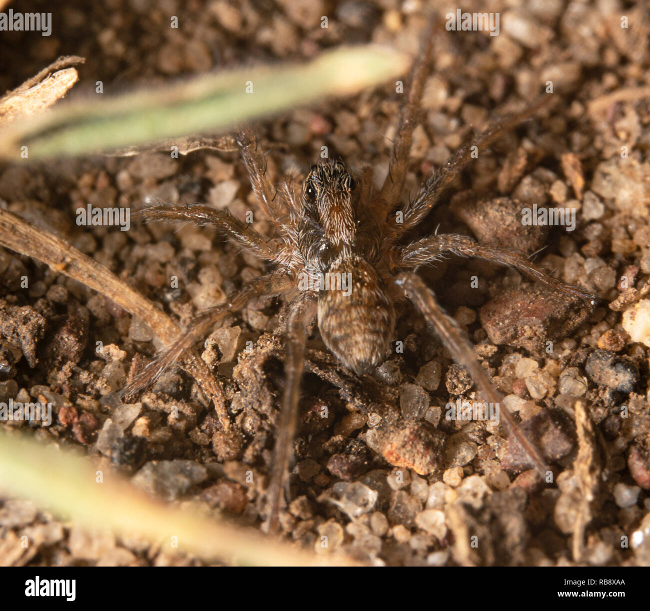 Black wolf spider hi-res stock photography and images - Alamy