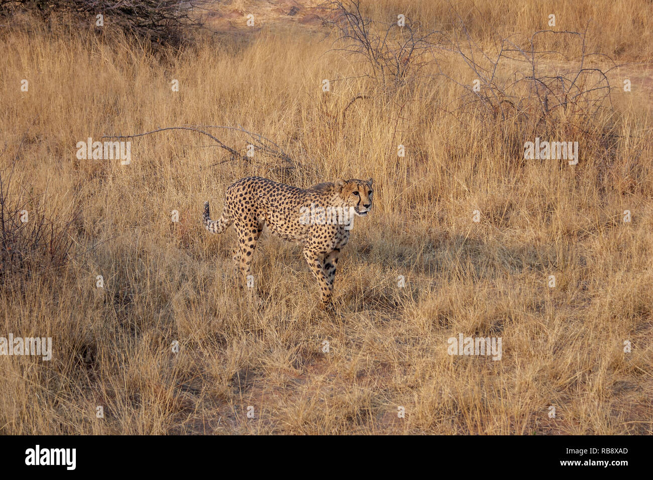 Cheetah on a nature reserve in Namibia Stock Photo - Alamy