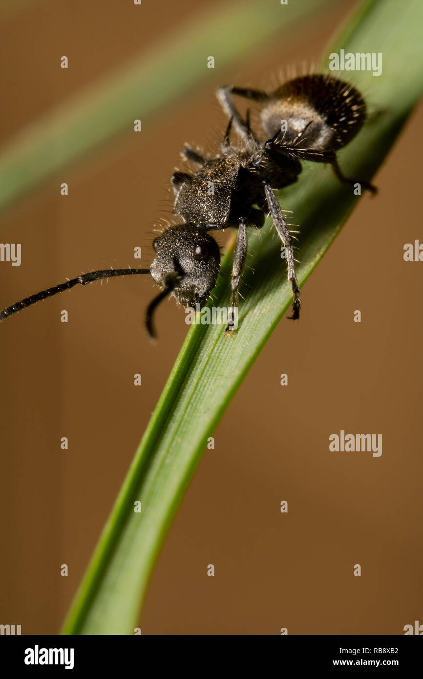 Golden tail sugar ant, Scientific-name Camponotus aeneopilosus walking ...