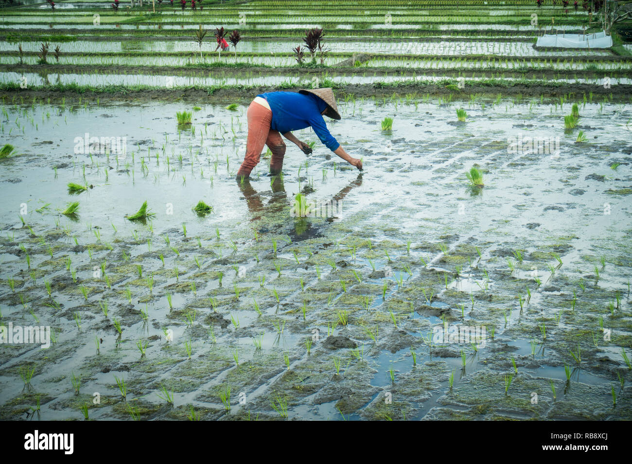 Field workers in the ricefields of Bali Stock Photo - Alamy