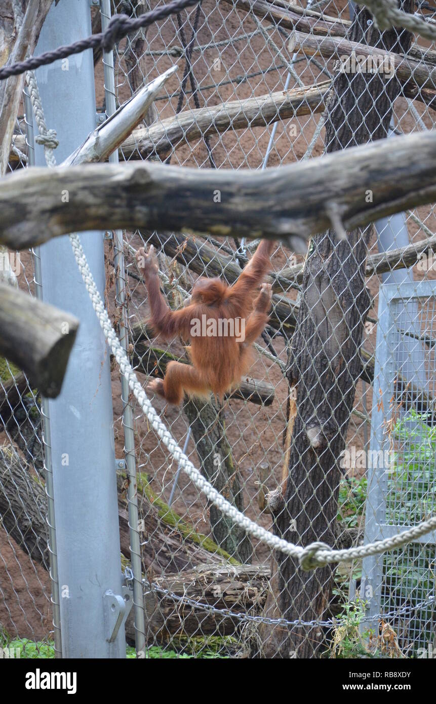 Pongo pygmaeus wurmbii hi-res stock photography and images - Alamy