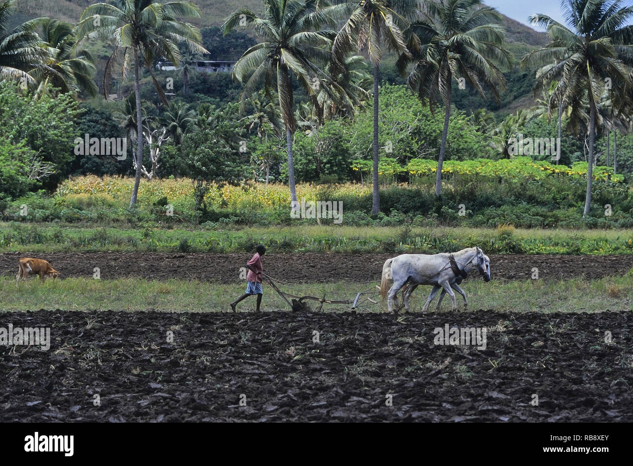 A farmer ploughing the soil with horses, Sigatoka Valley, Fiji Stock ...