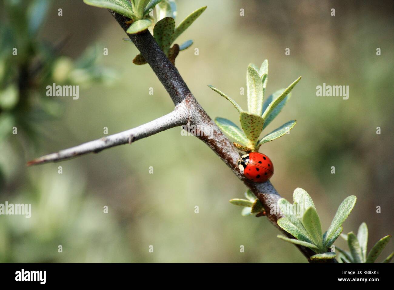 Bug on a branch hi-res stock photography and images - Alamy