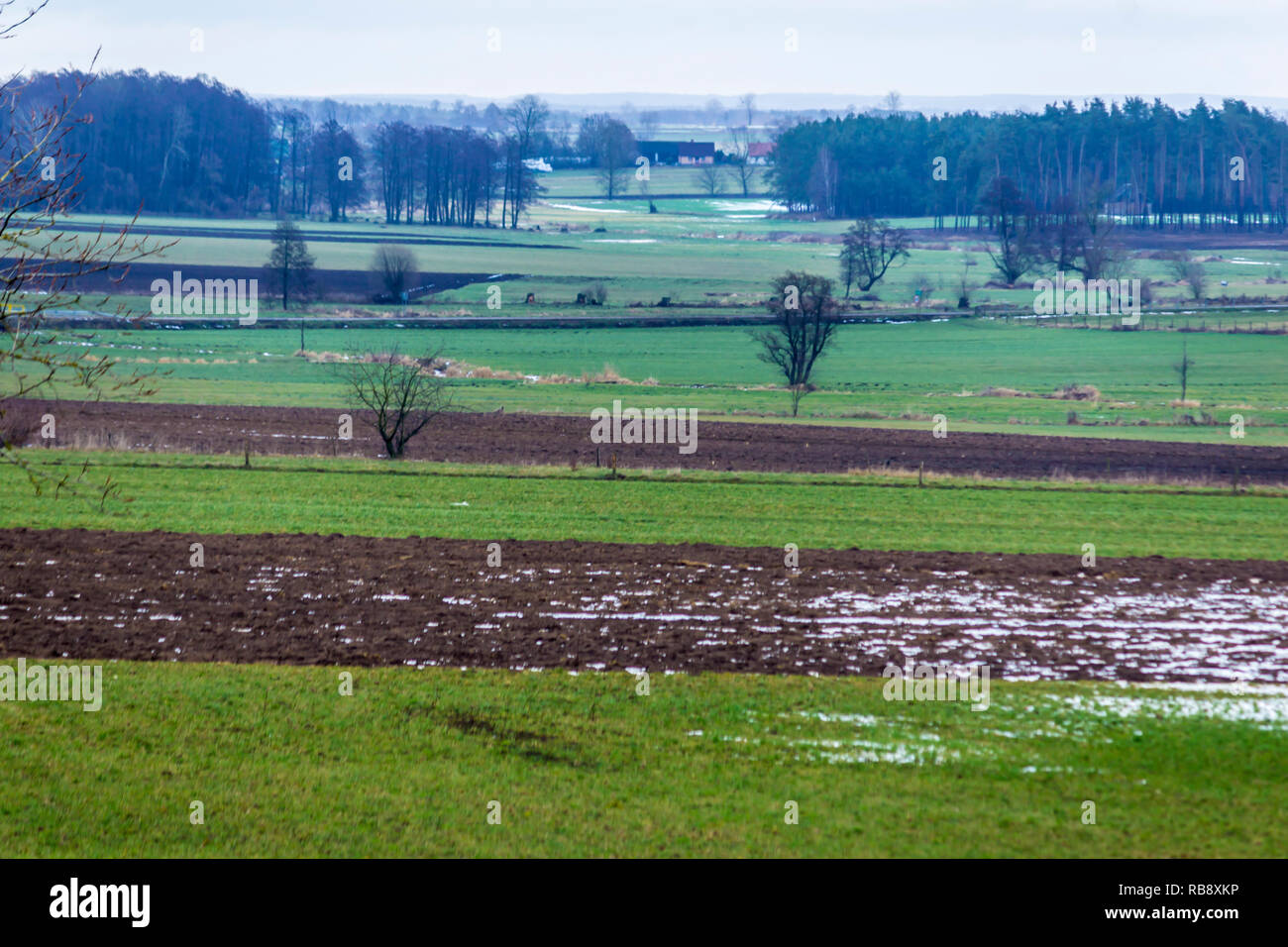 A bit of snow on the fields and green pastures. Forest and dairy farm ...