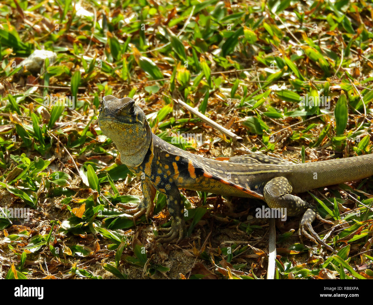 A colourful common Butterfly lizard (Leiolepsis belliana) or Butterfly ...