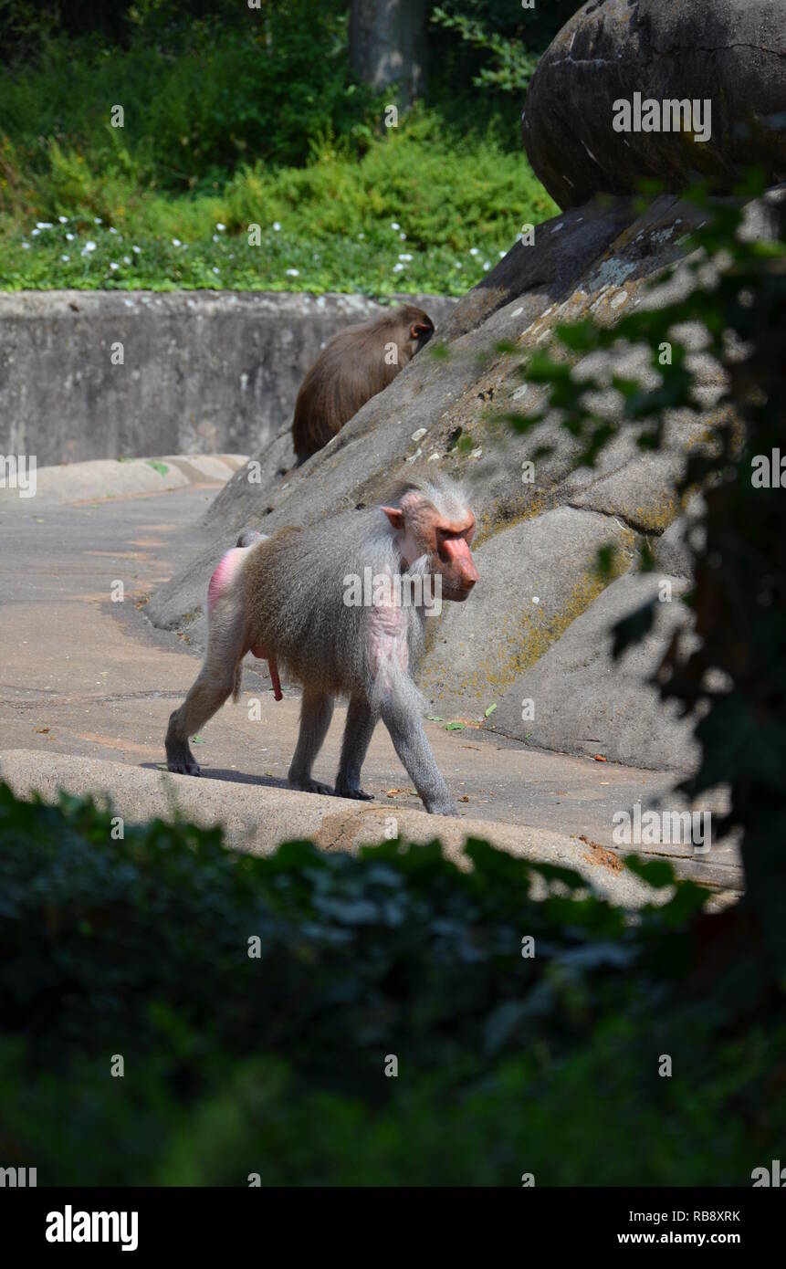 Monkey genitals hi-res stock photography and images - Alamy