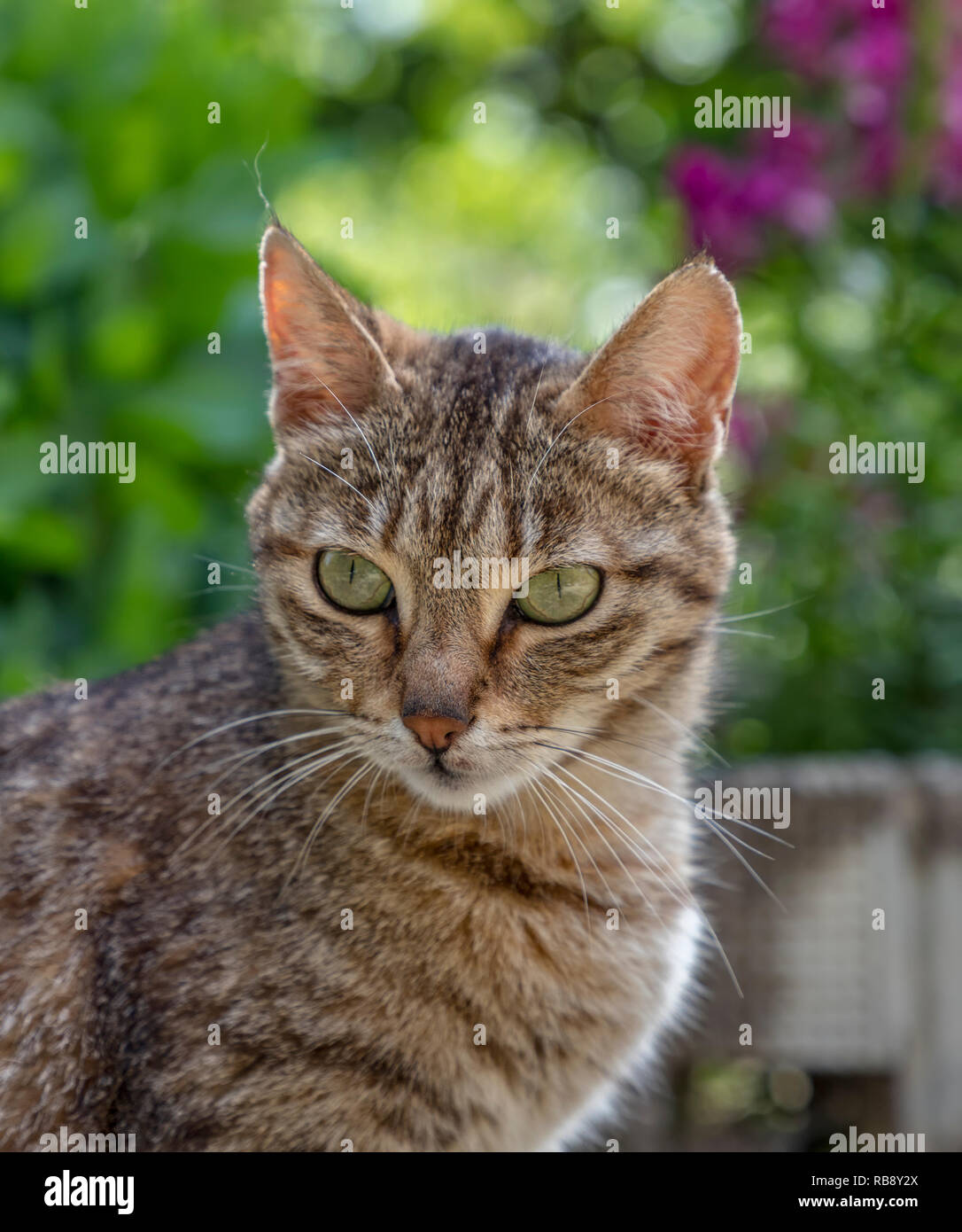 Portrait of beauty wild cat with green eyes in the garden Stock Photo ...