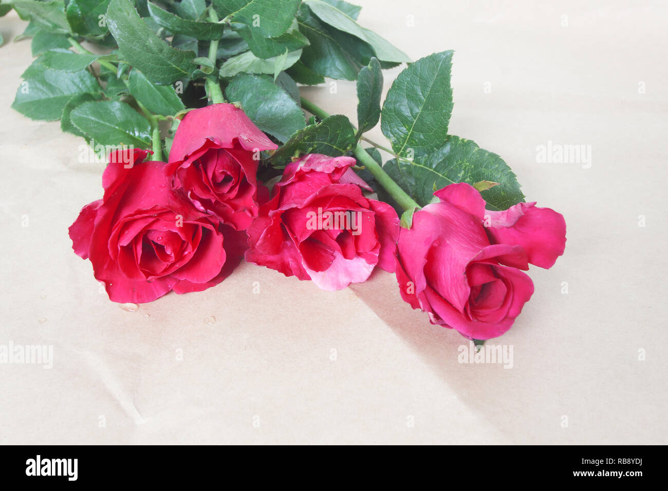 Red rose on a paper Stock Photo - Alamy