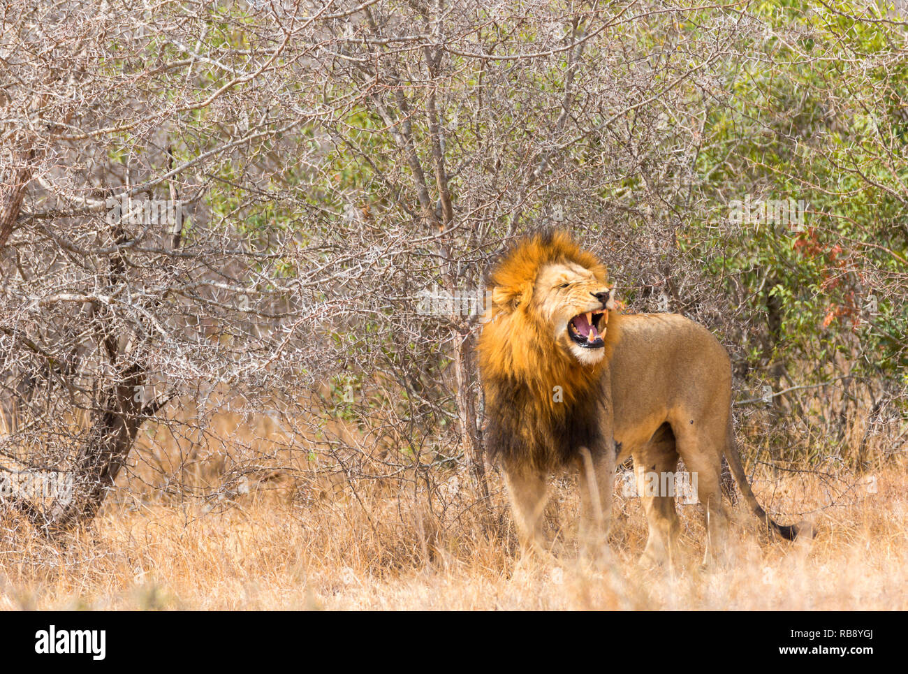 Mating session hi-res stock photography and images - Alamy
