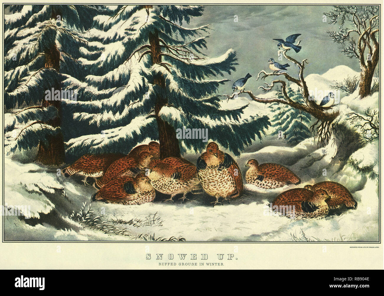 Art ruffed grouse hi-res stock photography and images - Alamy