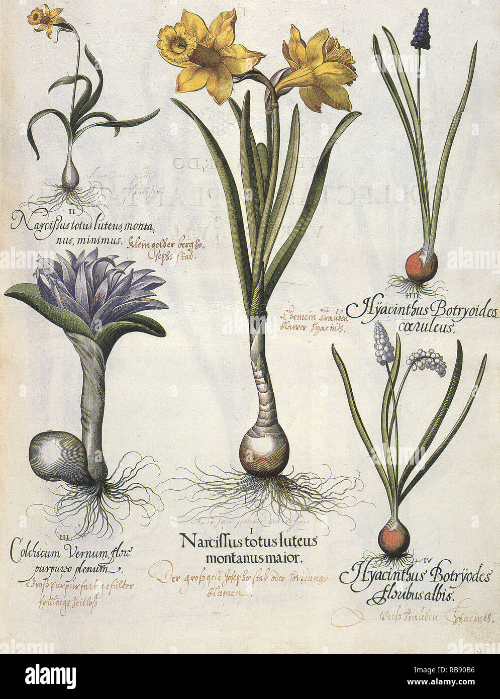 Historical botanical drawing hi-res stock photography and images - Alamy