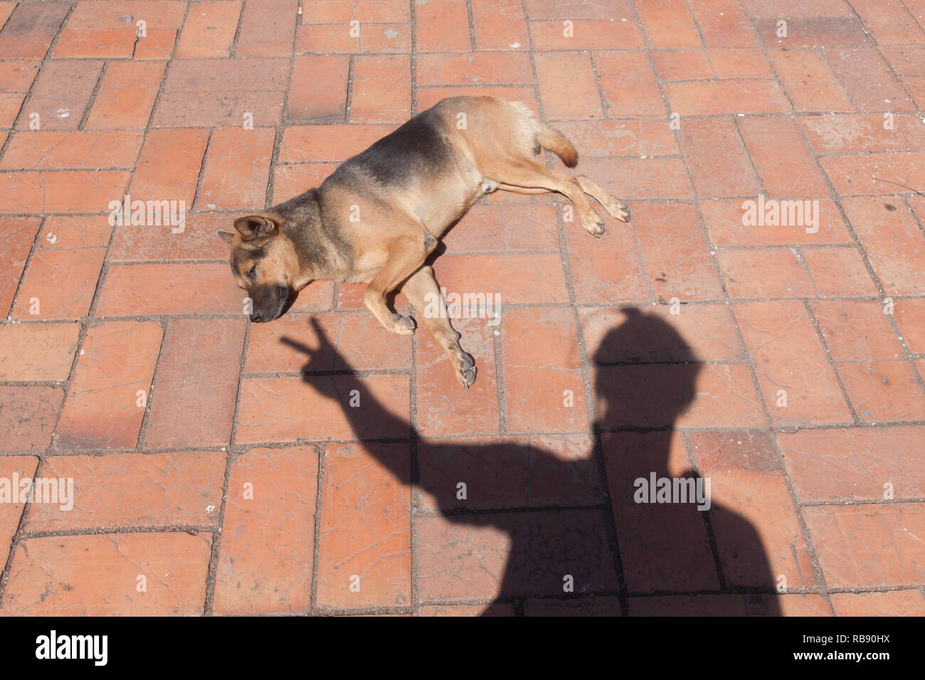 Dog shadow hi-res stock photography and images - Alamy