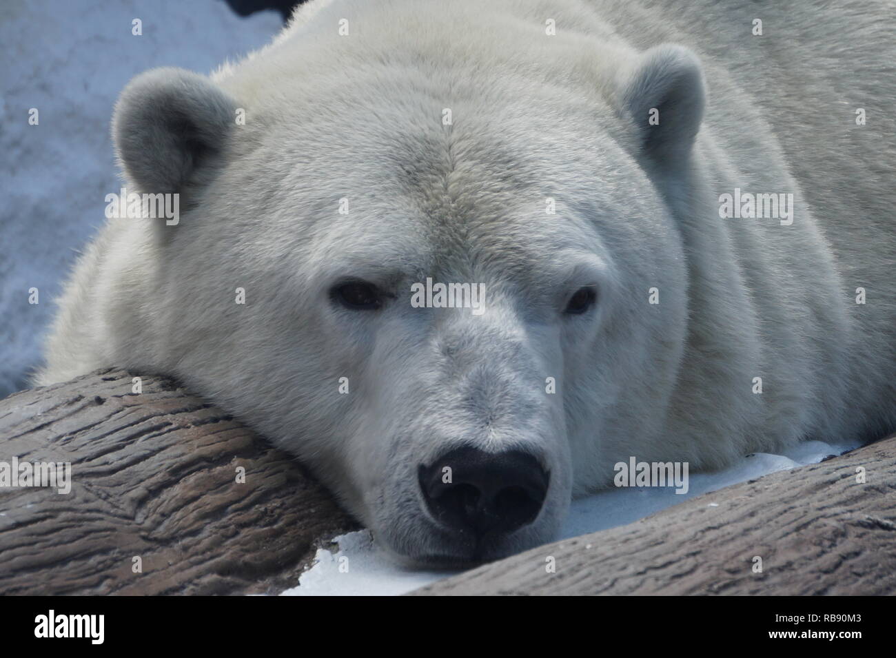 nature, animals, wildlife, earth, landscape, out doors Stock Photo - Alamy