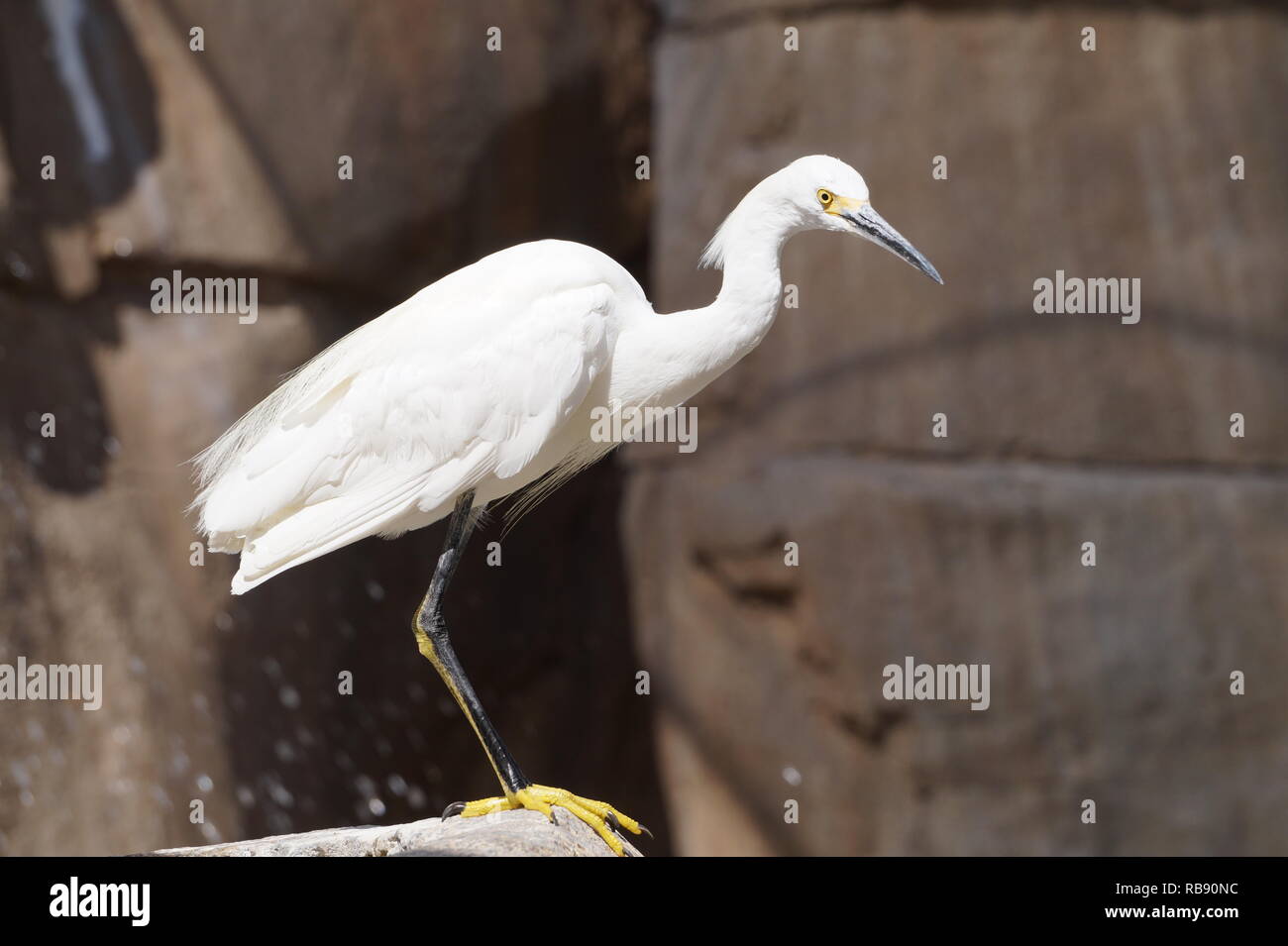 nature, animals, wildlife, earth, landscape, out doors Stock Photo - Alamy