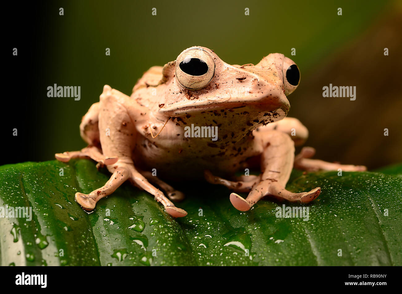 Borneo Eared Frog - Adult (Polypedates otilophus Stock Photo - Alamy