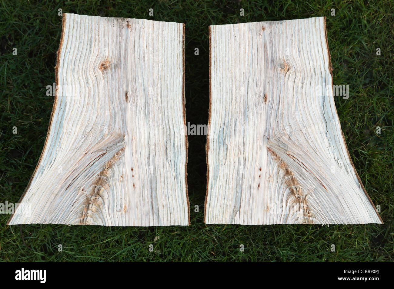 A Perfectly Split Log From An Ash Tree Showing Grain Structure Of The