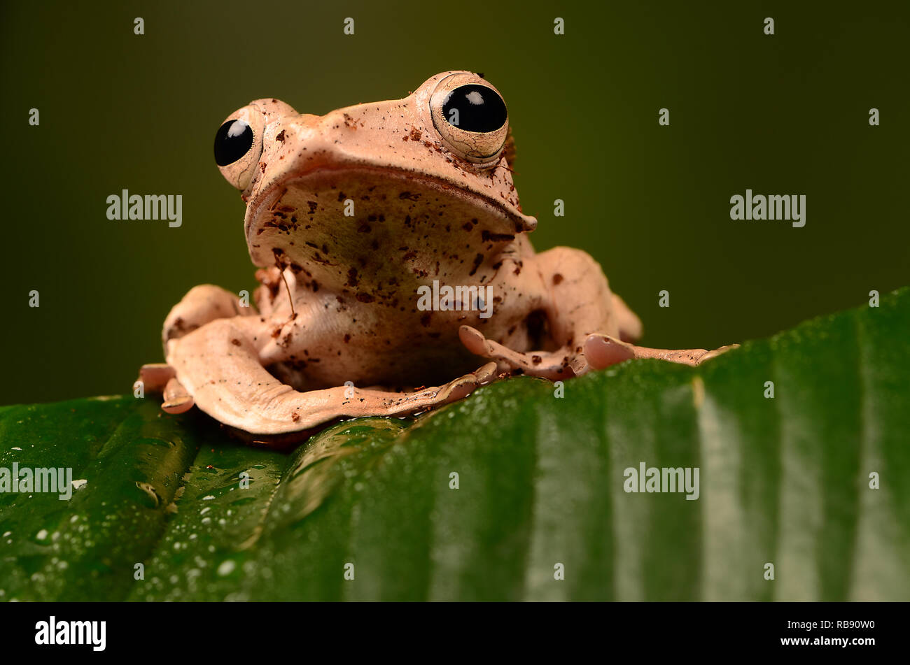 Borneo Eared Frog - Adult (Polypedates otilophus Stock Photo - Alamy
