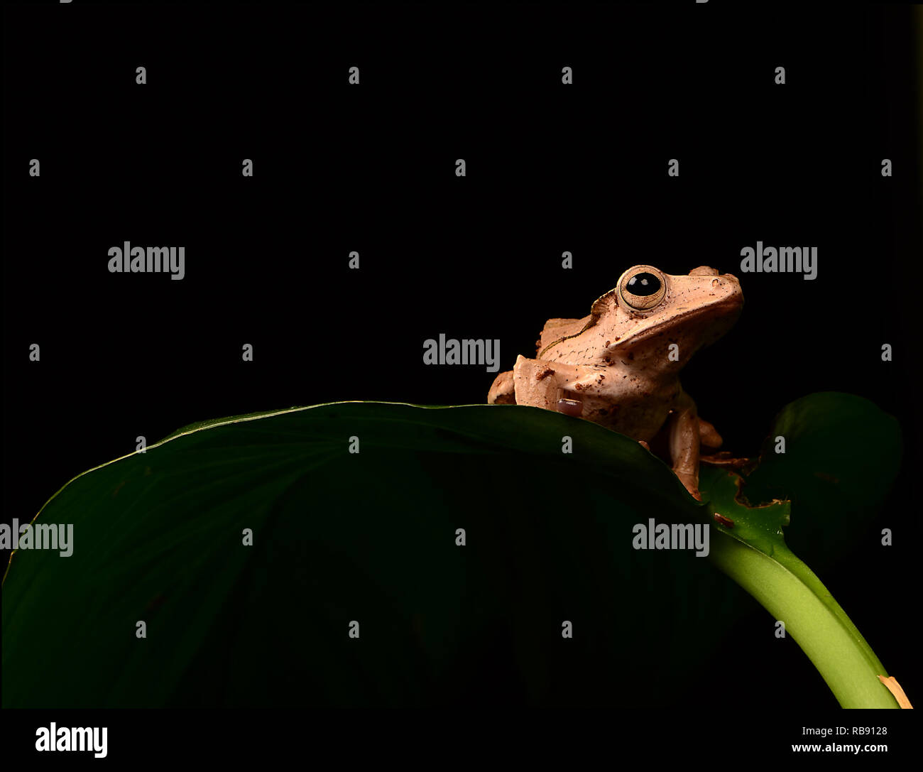 Borneo Eared Frog - Adult (Polypedates otilophus Stock Photo - Alamy