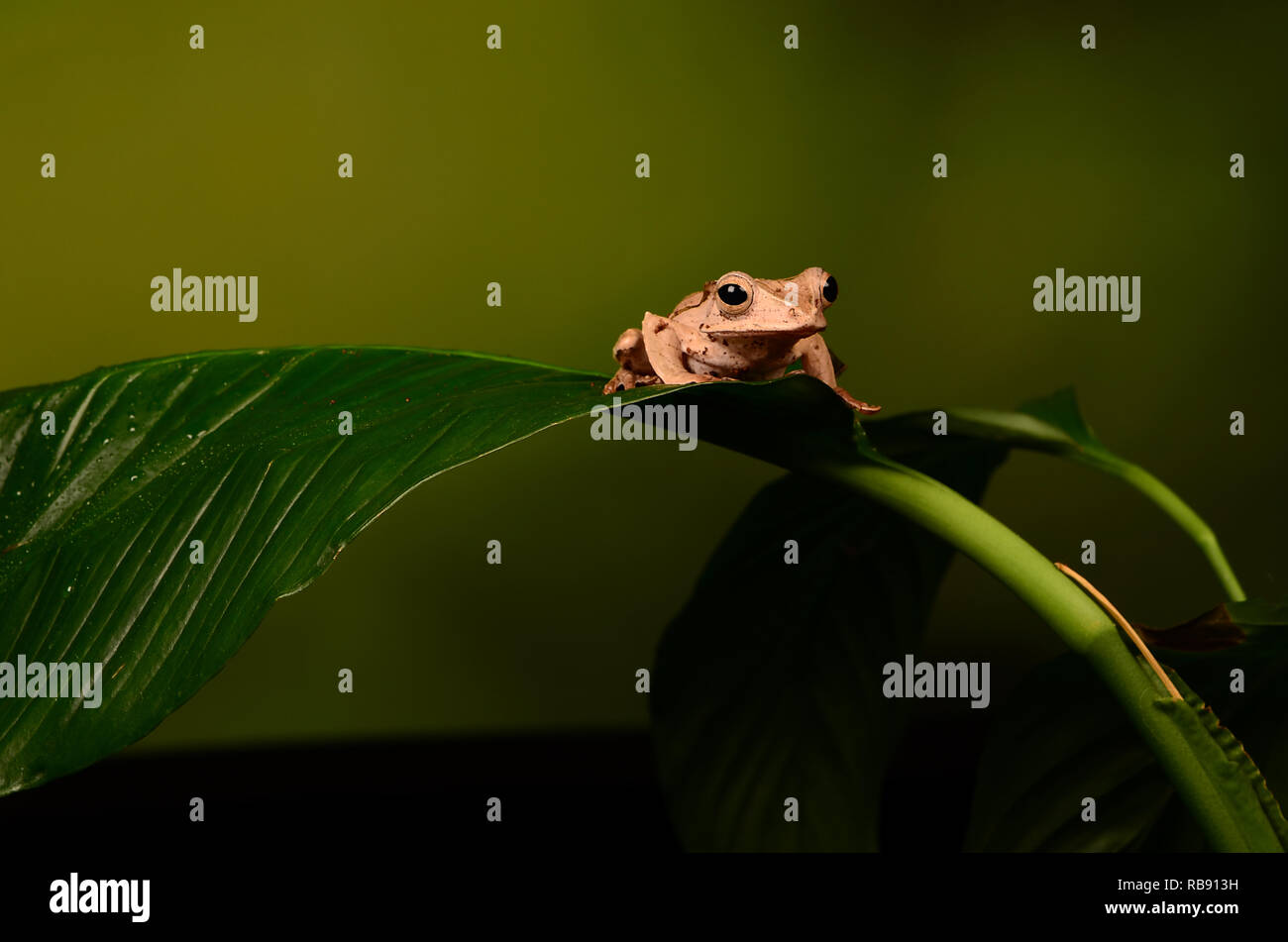 Borneo Eared Frog - Adult (Polypedates otilophus Stock Photo - Alamy