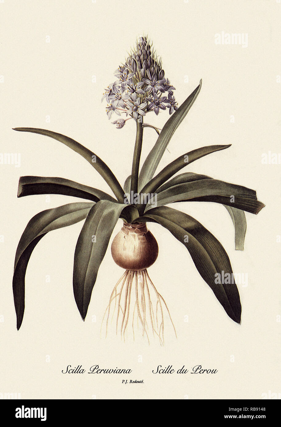 Scilla Peruviana, Scille du Perou Stock Photo - Alamy