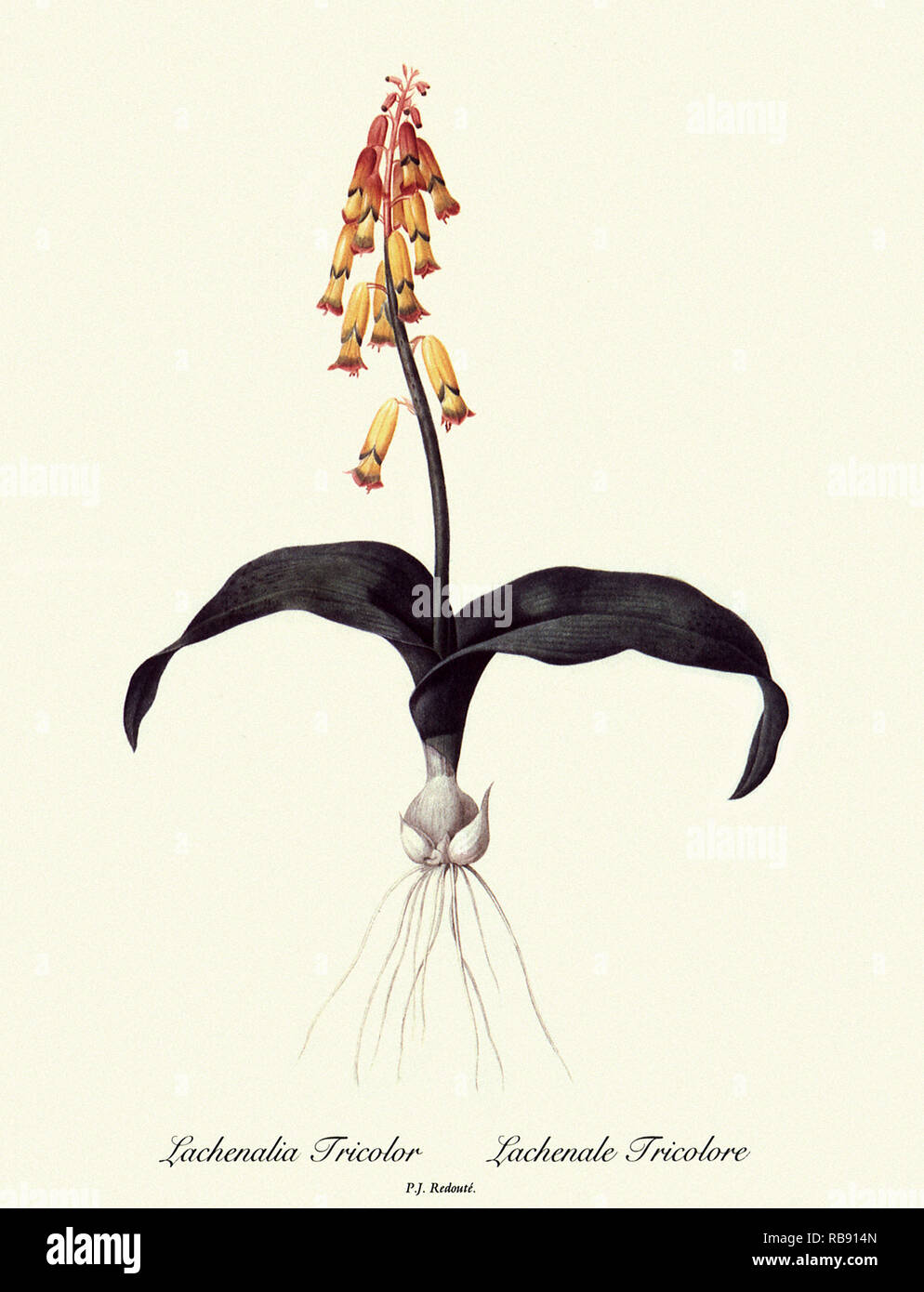 Lachenalia tricolor hi-res stock photography and images - Alamy