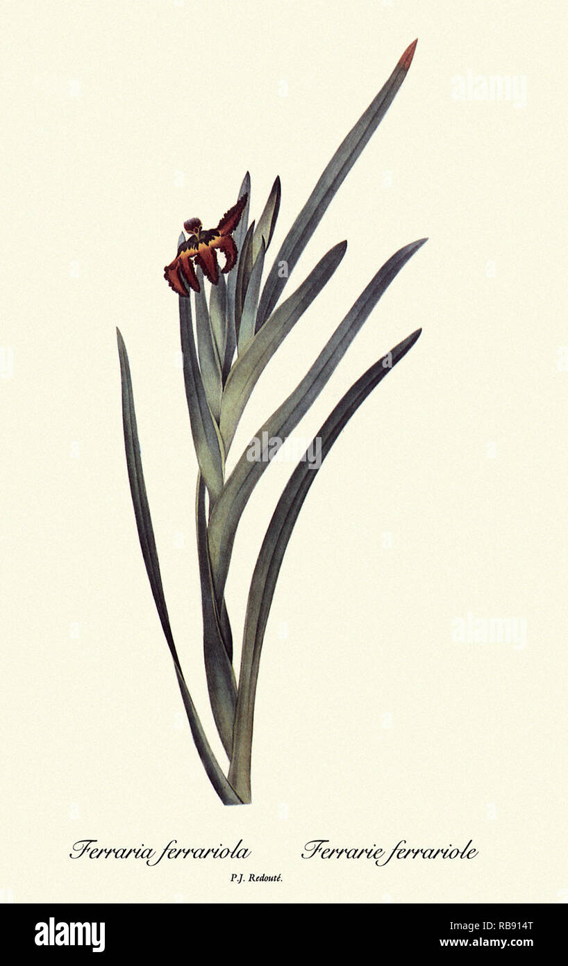 Ferraria ferrariola, Ferrarie ferrariole Stock Photo - Alamy