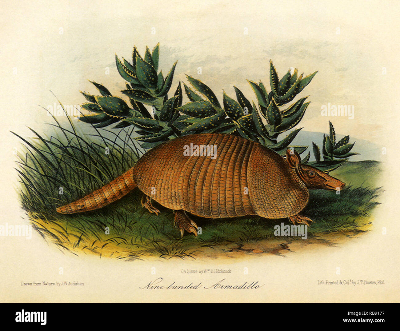 Banded pig hi-res stock photography and images - Alamy