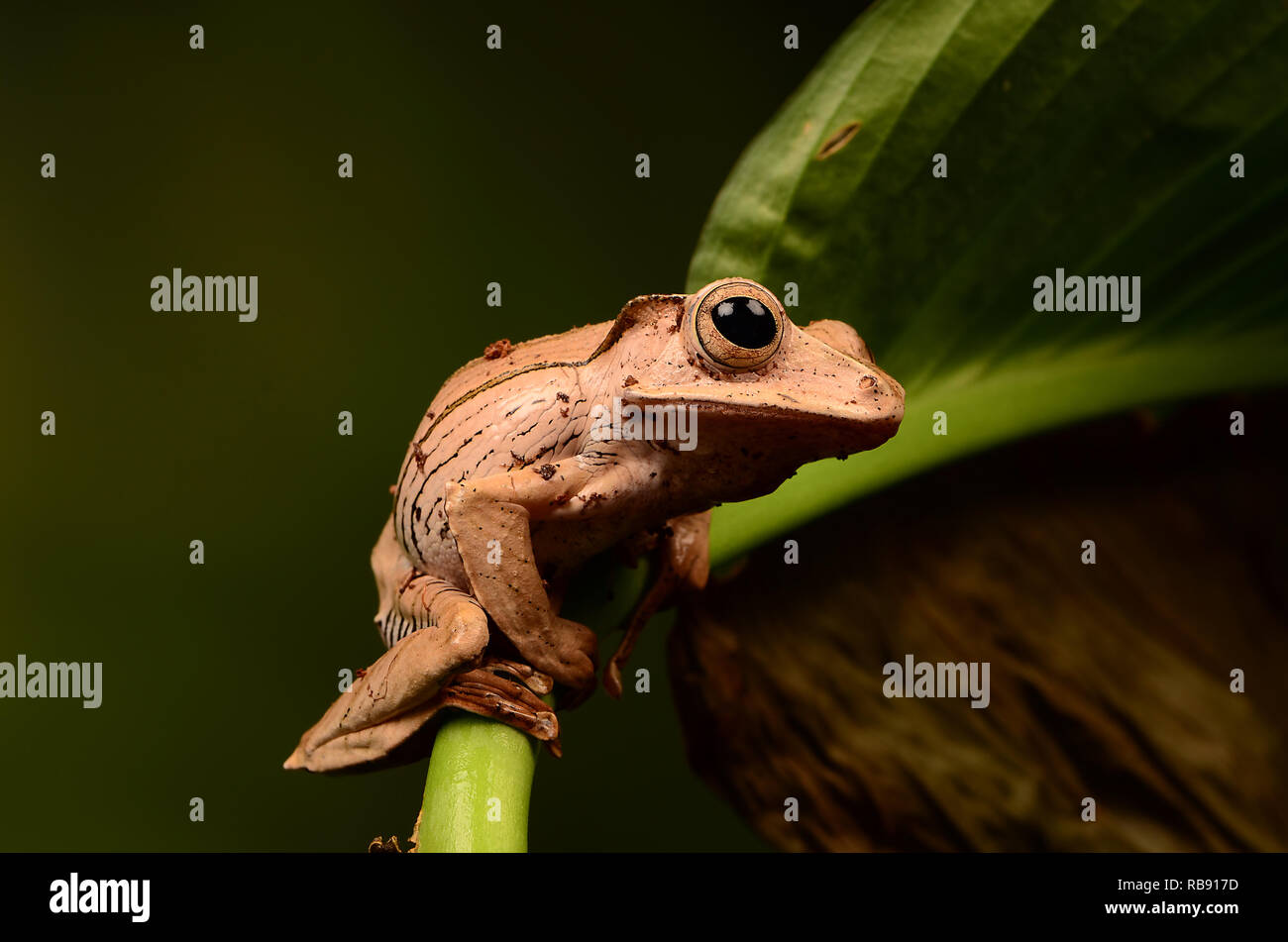 Borneo Eared Frog - Adult (Polypedates otilophus Stock Photo - Alamy