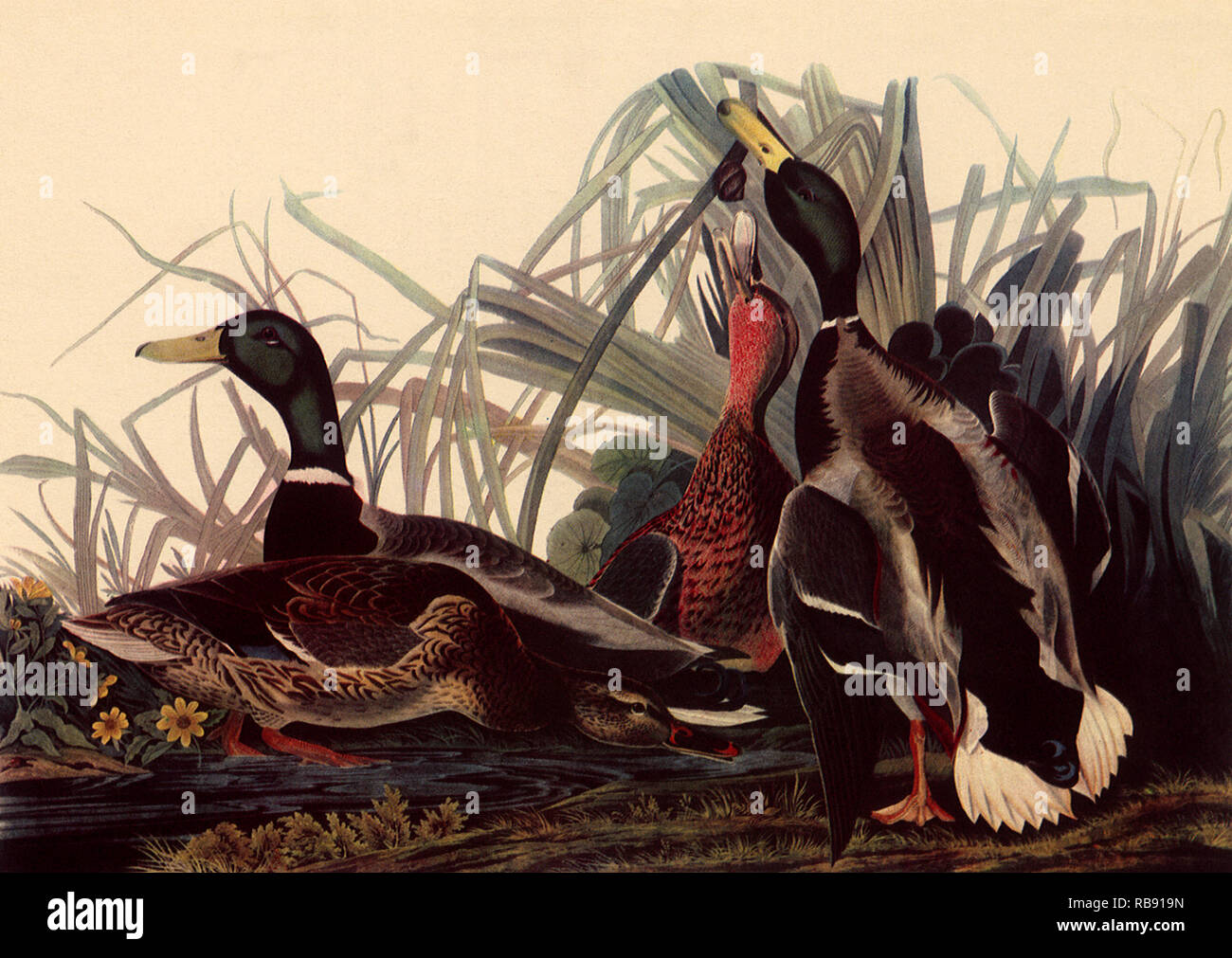 Mallard historical hi-res stock photography and images - Alamy