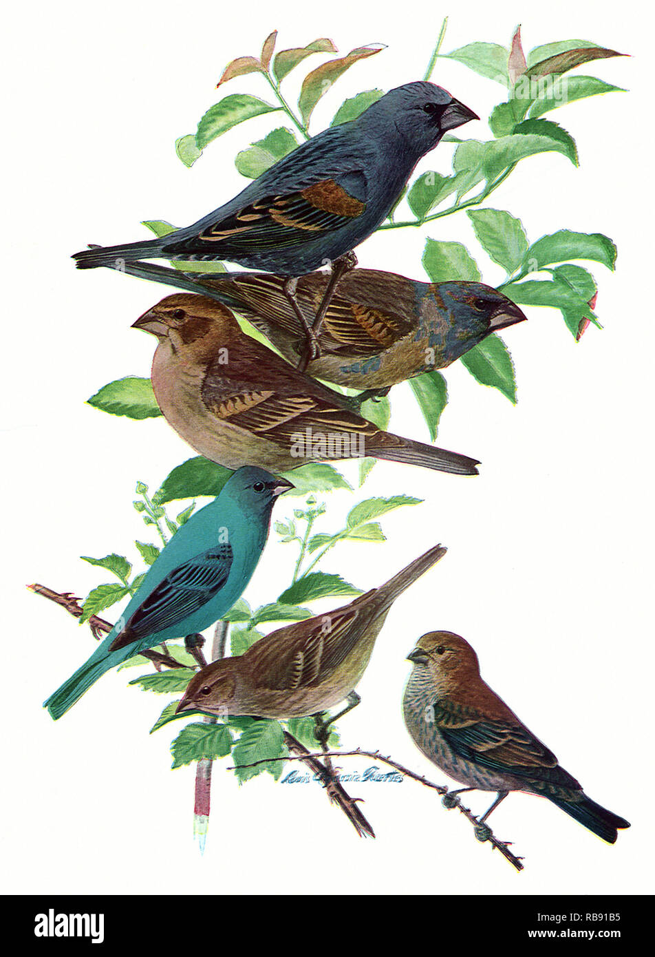 Grossbeak hi-res stock photography and images - Alamy