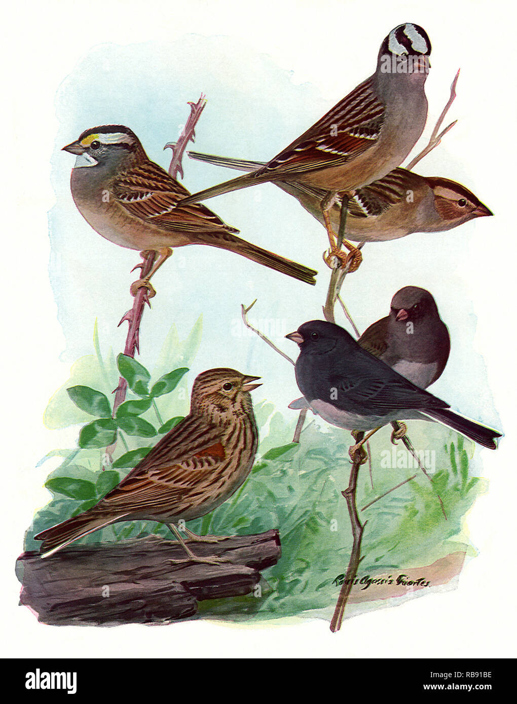 Black white sparrow Cut Out Stock Images & Pictures - Alamy