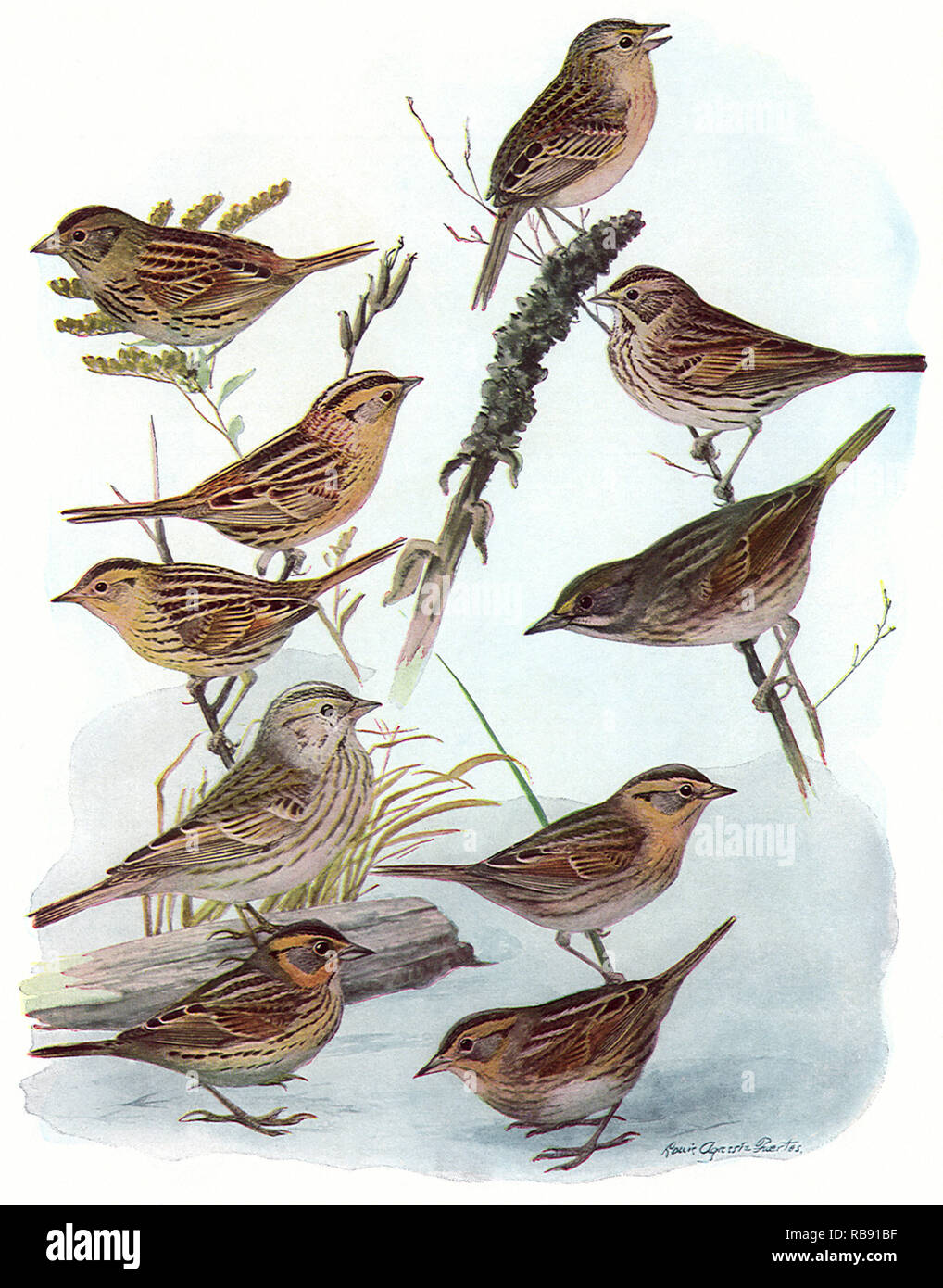 Seaside sparrows hi-res stock photography and images - Alamy