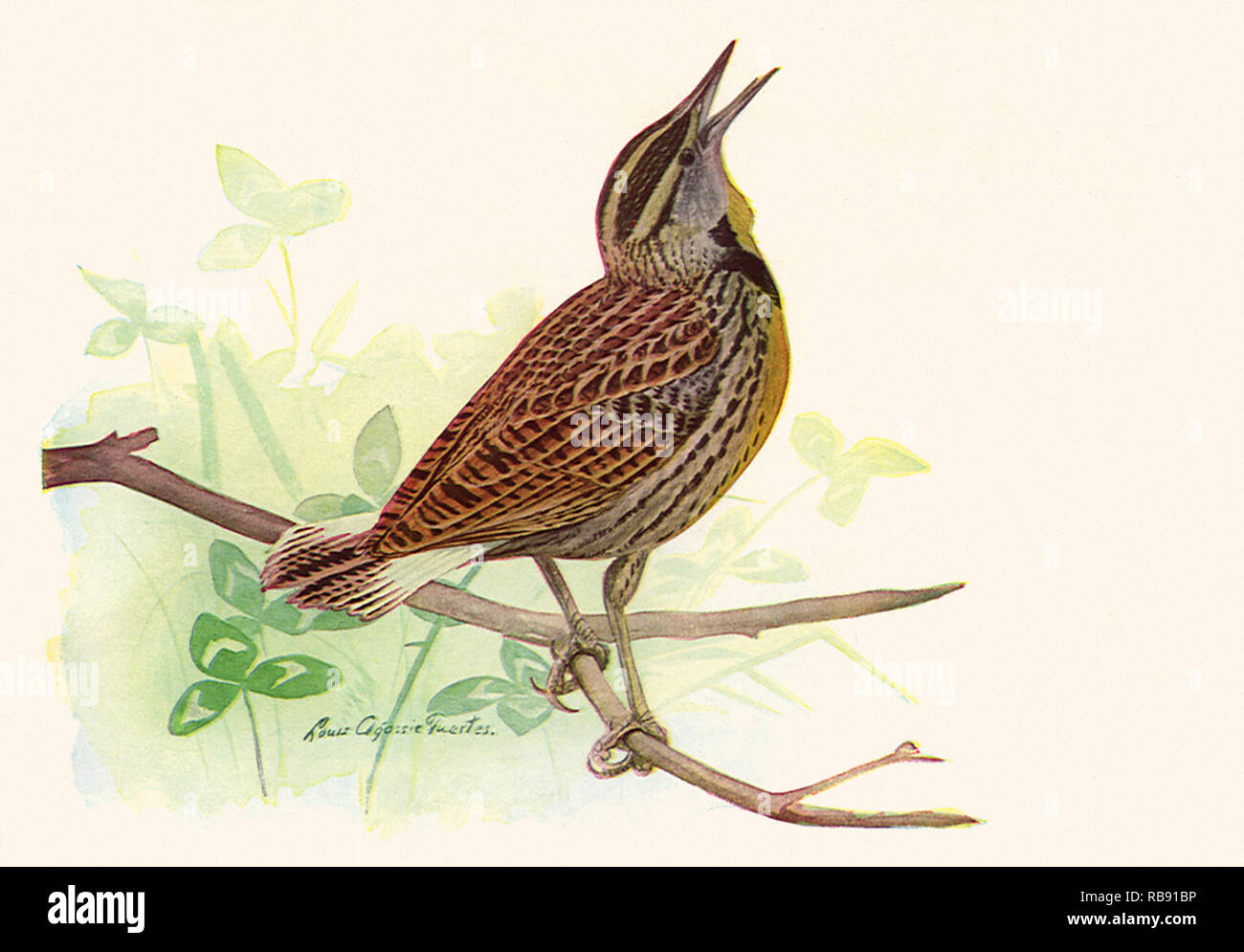 Vintage feathered fauna hi-res stock photography and images - Alamy